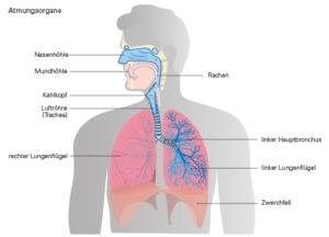 Atmung – so funktioniert der lebenswichtige Prozess